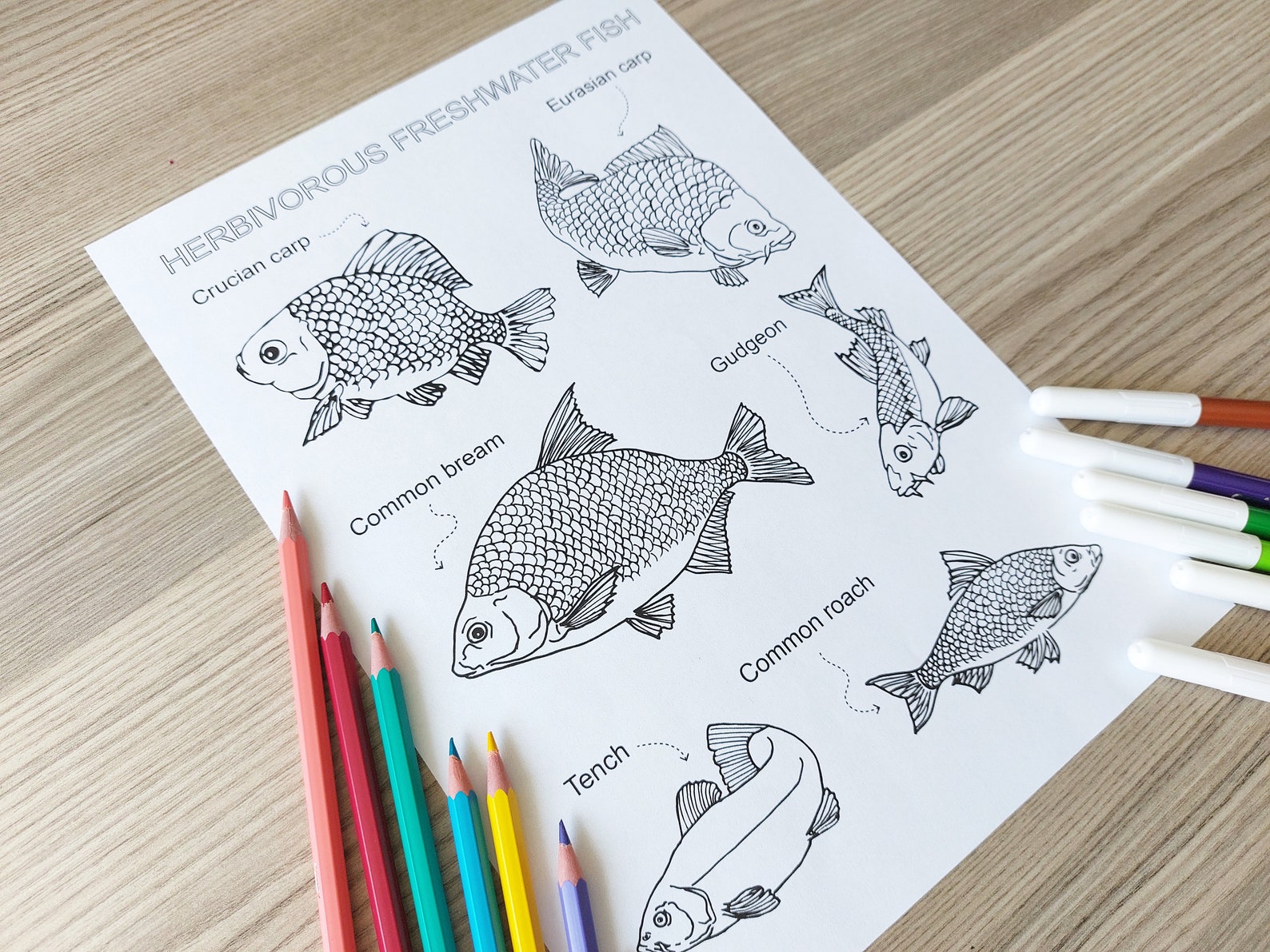 Printable Carp Bream Fish Coloring Activity Pagespdf | Etsy