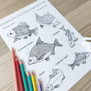 Printable Carp Bream Fish Coloring Activity Pagespdf | Etsy
