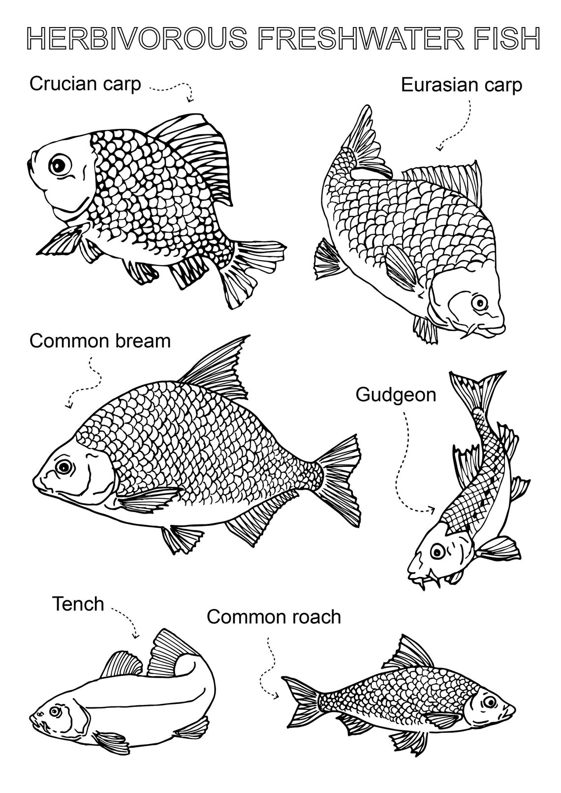 Printable Carp Bream Fish Coloring Activity Pagespdf | Etsy