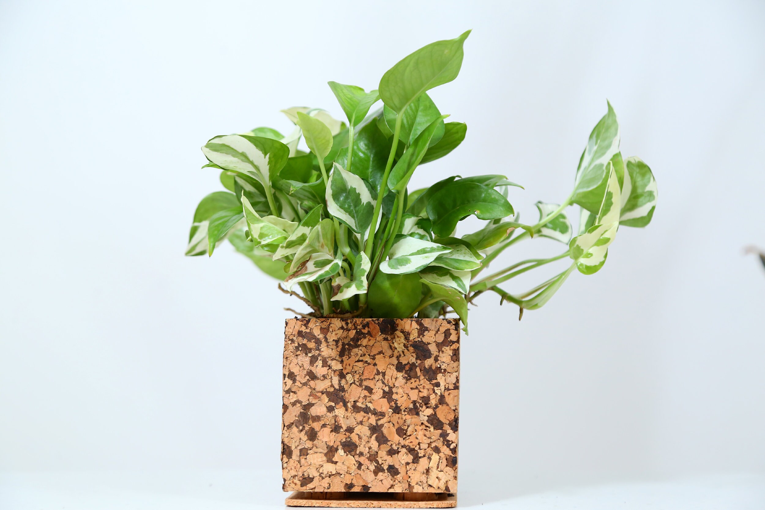 Cork Natural Planters, Cork Planters, Desktop Planters, Cork Plant ...