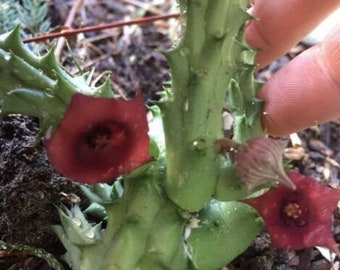 Red Dragon Flower 4 Inch Huernia Schneideriana Rare Succulent Live ...