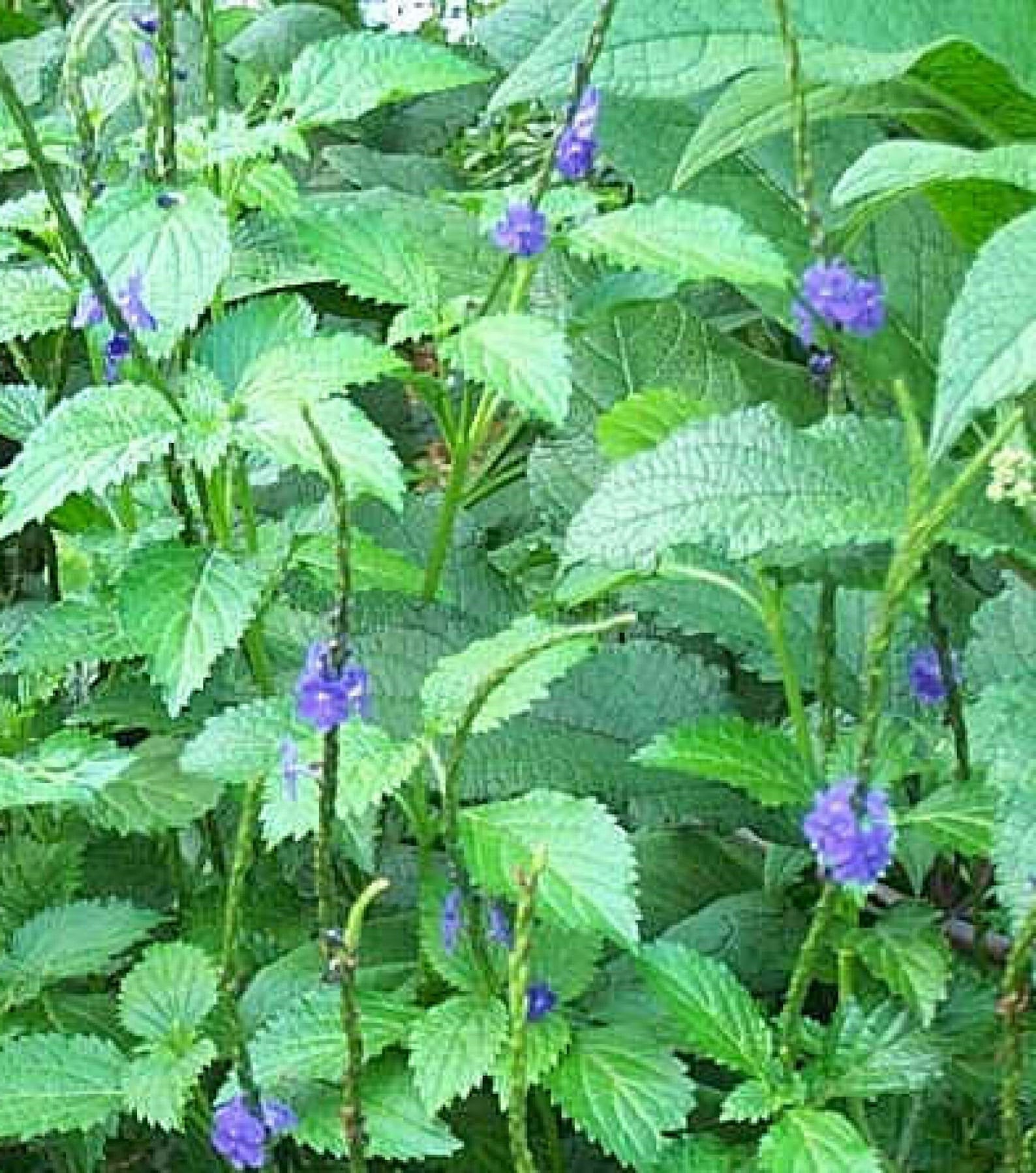 NO CALIFORNIA Purple Porterweed, Blue Rat's Tail, Verbena Azul, Cayenne ...