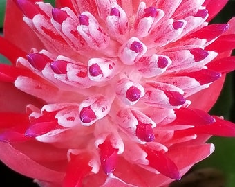 Flaming Torch billbergia Pyramidalis - Etsy