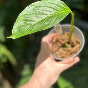 Monstera Praetermissa Aff. - Etsy