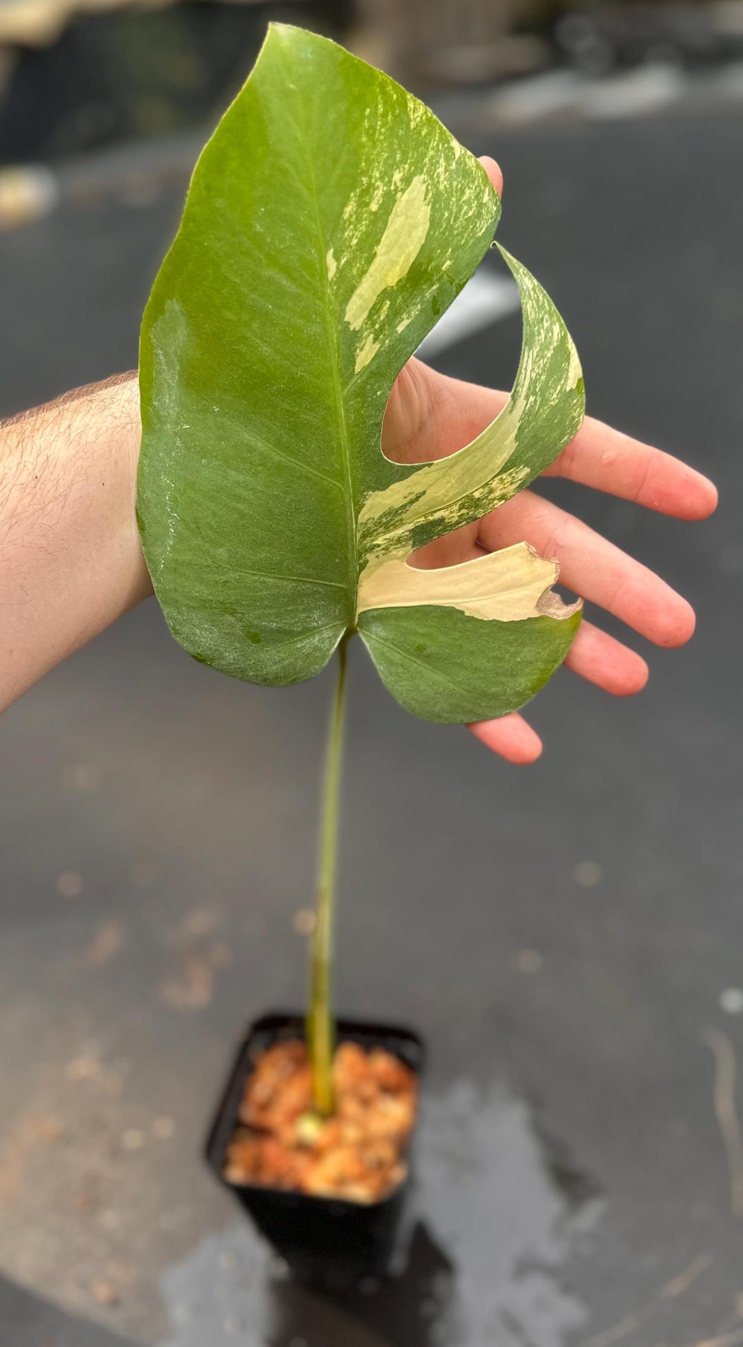 Monstera Deliciosa Aurea 'brazilian Common Form' *RARE* - Etsy