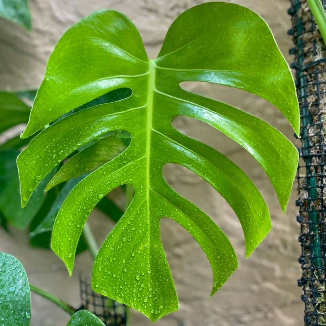 Monstera Deliciosa brazilian Common Form - Etsy