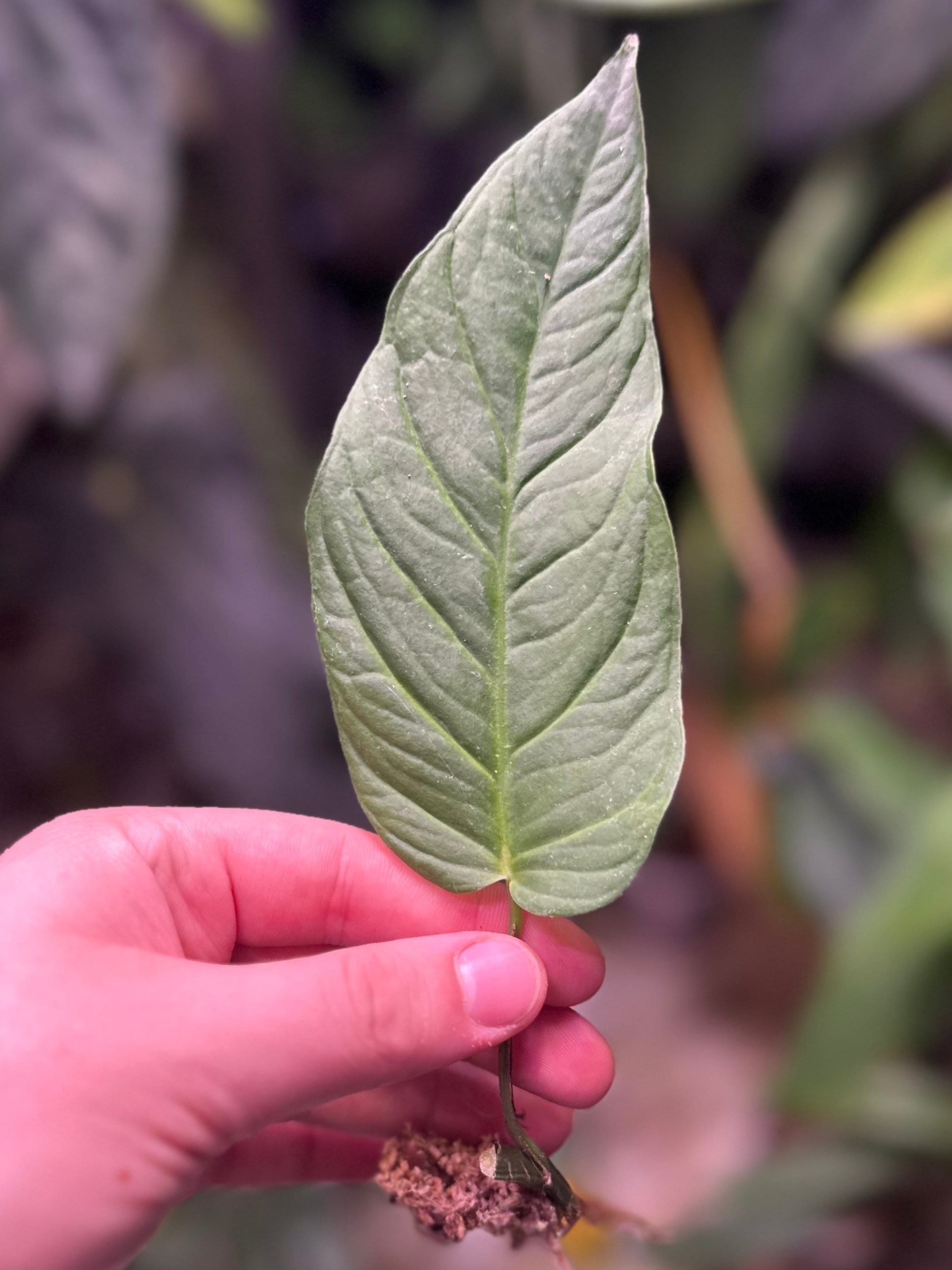 Monstera Filamentosa EXTREMELY RARE - Etsy