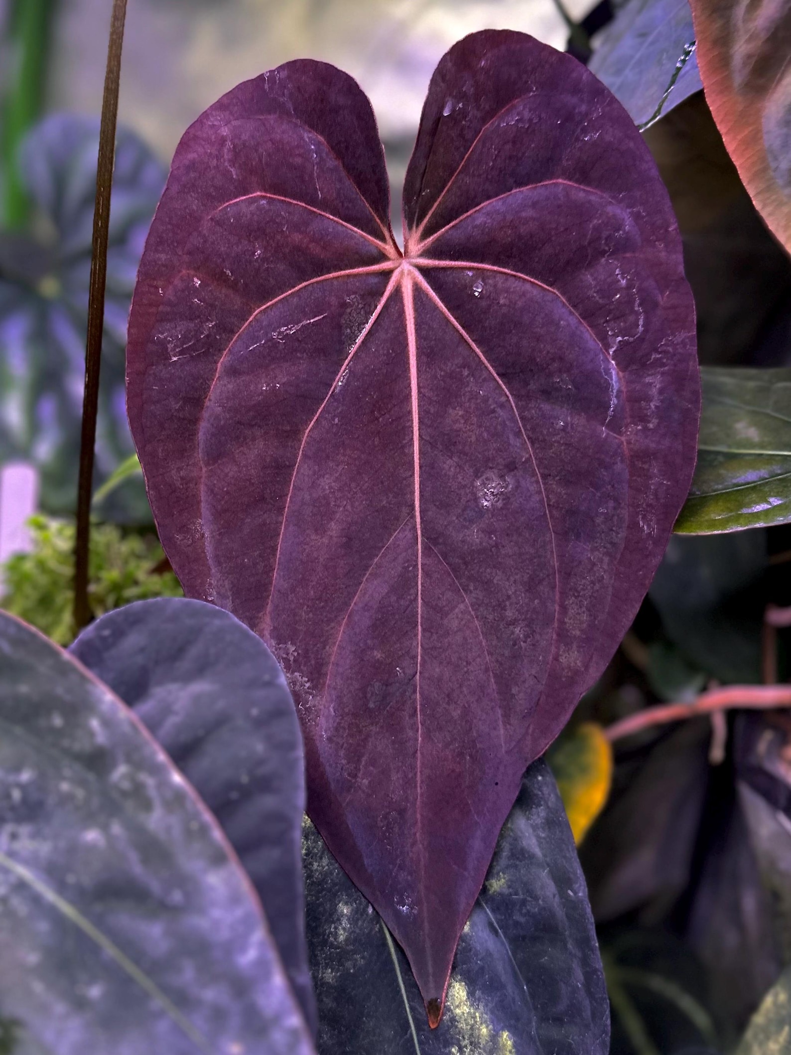 Anthurium Carlablackiae Ra5x10 X (dress RG F2 X Carla "amanda ...