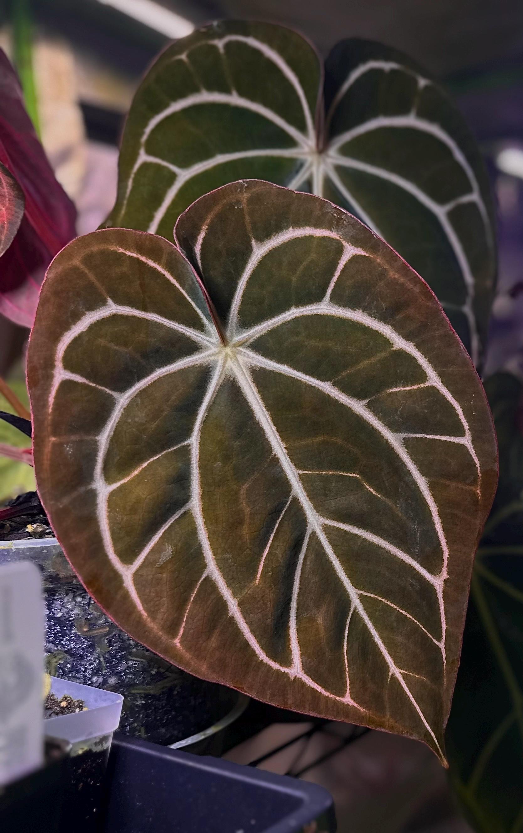 Anthurium Carlablackiae Ra5x10 X (dress RG F2 X Carla "amanda ...