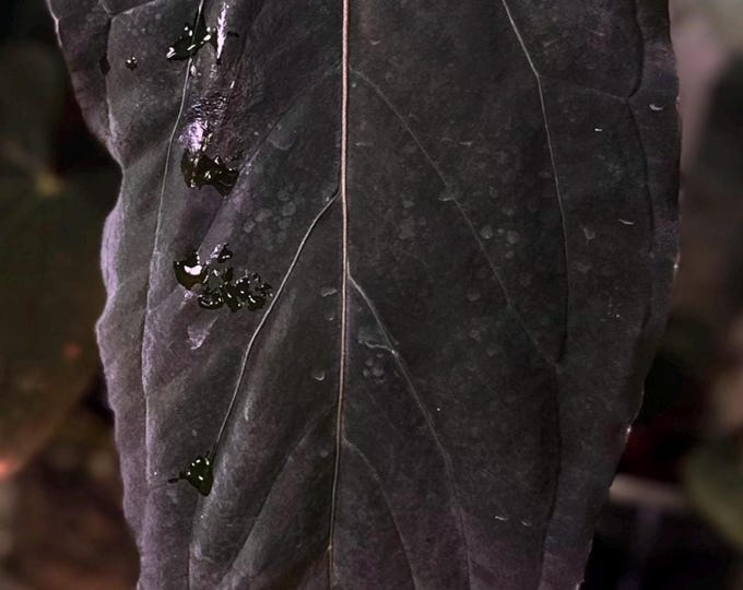 Anthurium Papillilaminum "ralph Lynam" X Self - Etsy