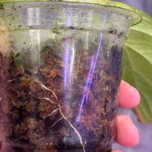 Monstera Filamentosa *EXTREMELY RARE* - Etsy