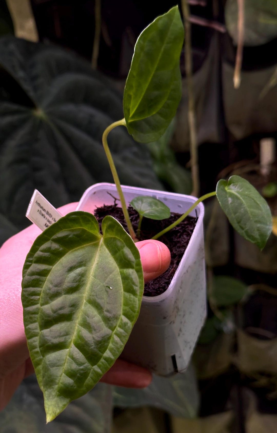 Anthurium (BVEP X NSE Red Crystallinum) X ((carla X Pap) X Splendidum ...