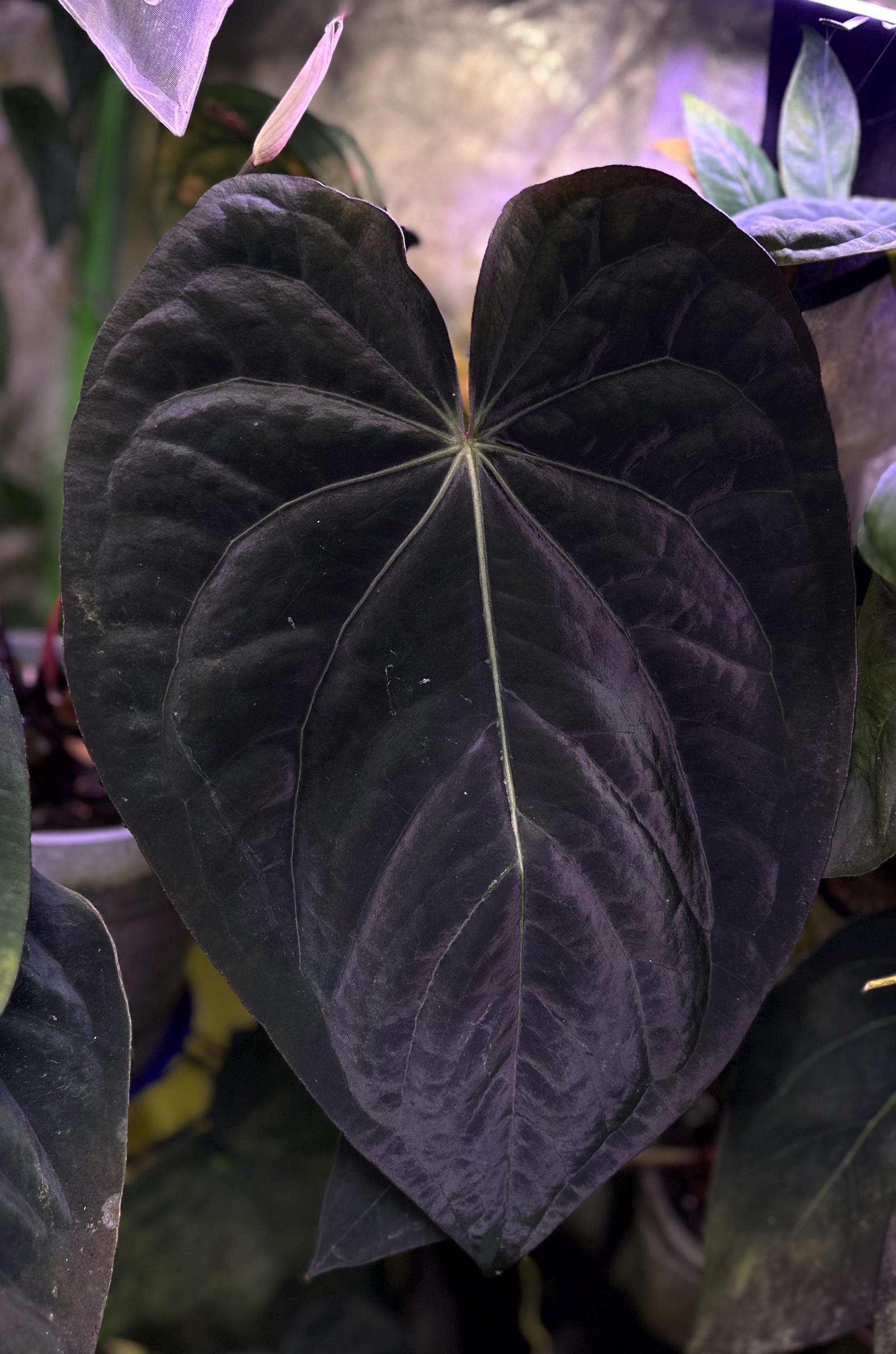 Anthurium Carlablackiae Ra5x10 X (dress RG F2 X Carla "amanda ...