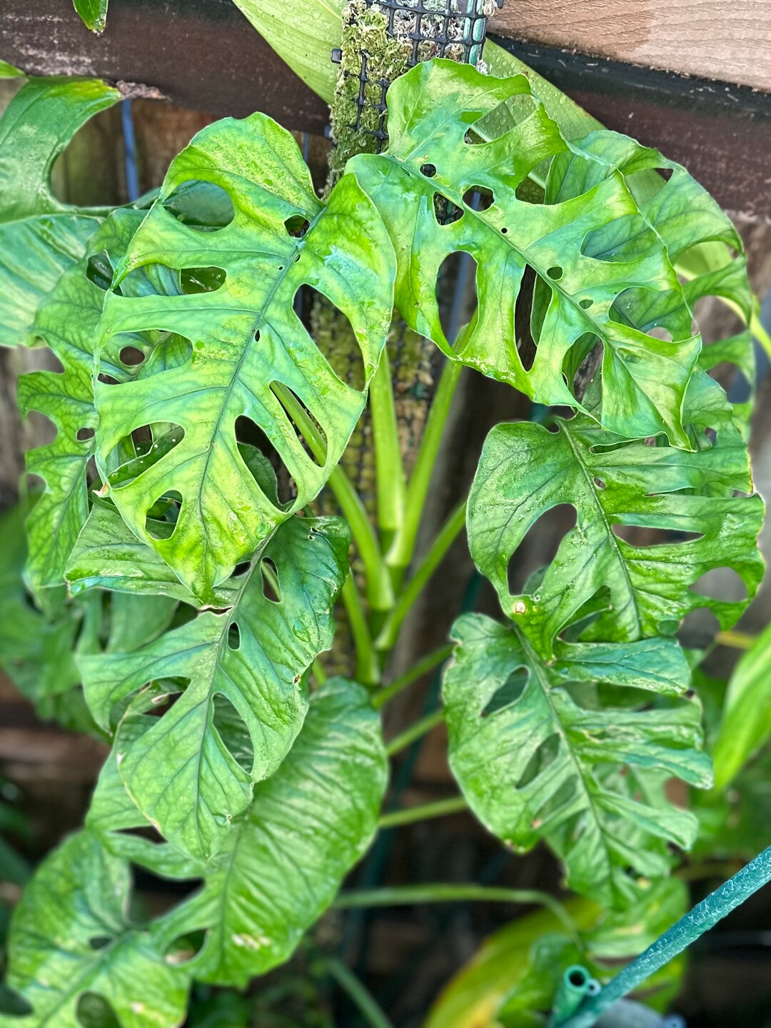 Monstera Membranacea “limón” (caribbean Form) - Etsy