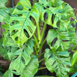 Monstera Membranacea “limón” (caribbean Form) - Etsy