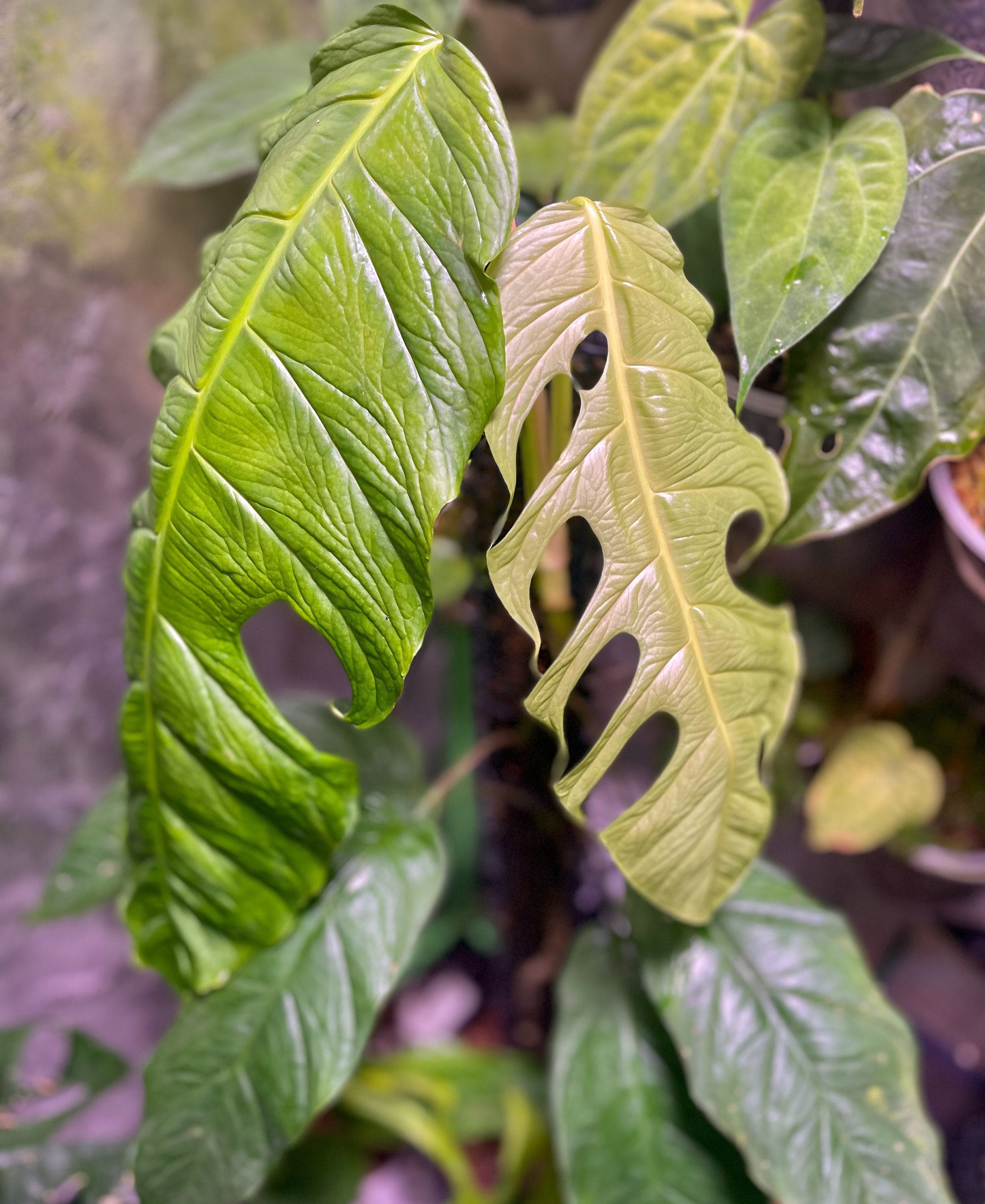 Monstera Filamentosa EXTREMELY RARE - Etsy