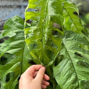 Monstera Membranacea “limón” (caribbean Form) - Etsy