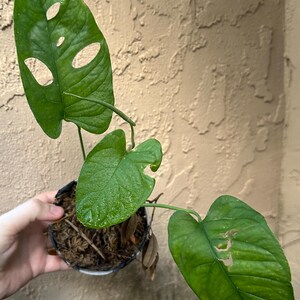 Monstera Membranacea “limón” (caribbean Form) - Etsy