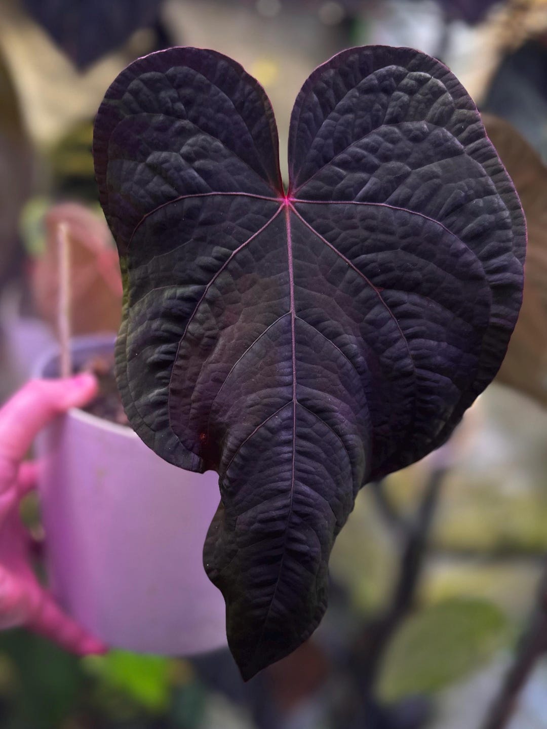 Anthurium (BVEP X NSE Red Crystallinum) X ((carla X Pap) X Splendidum ...