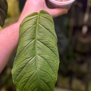 Monstera Filamentosa *EXTREMELY RARE* - Etsy