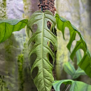 Monstera Filamentosa EXTREMELY RARE - Etsy