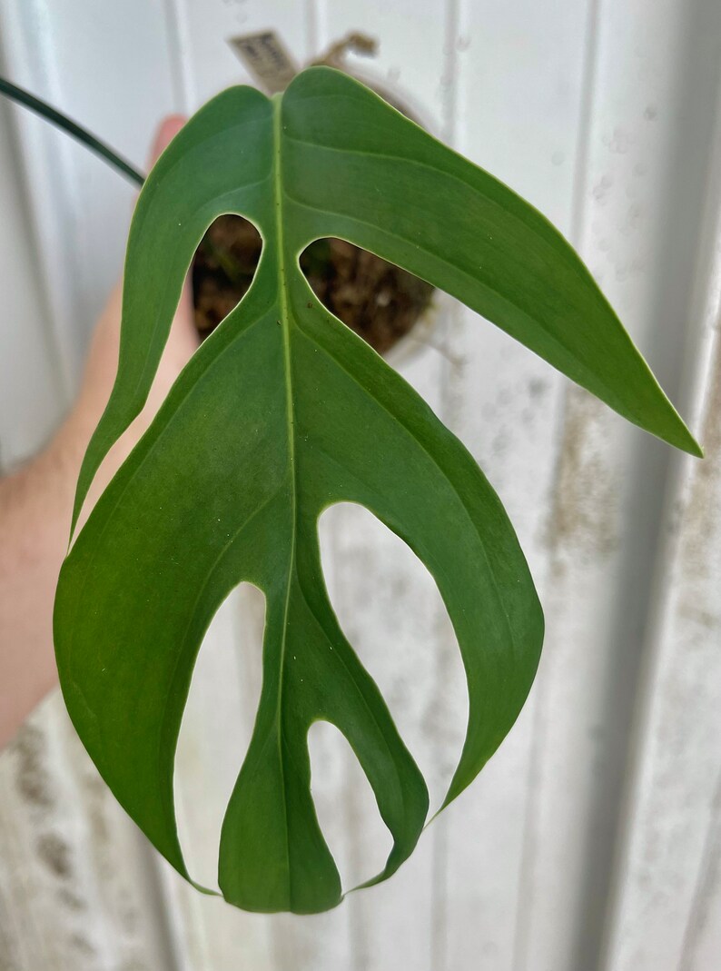 Monstera Croatii EXTREMELY RARE - Etsy