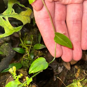 Monstera Filamentosa EXTREMELY RARE - Etsy