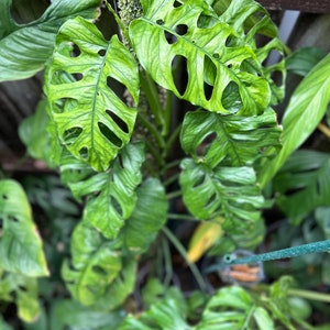 Monstera Membranacea “limón” (caribbean Form) - Etsy