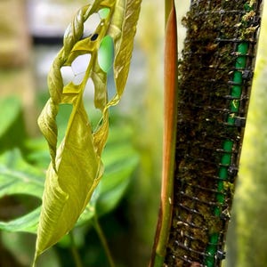Monstera Filamentosa *EXTREMELY RARE* - Etsy