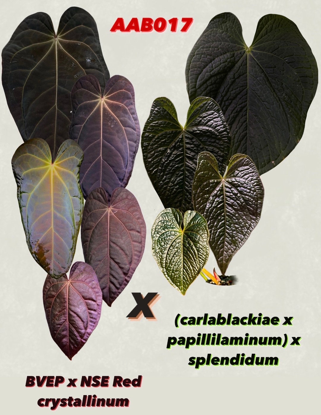 Anthurium BVEP X NSE Red Crystallinum X carla X Pap X Splendidum ...