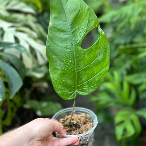 Monstera Punctulata RARE - Etsy