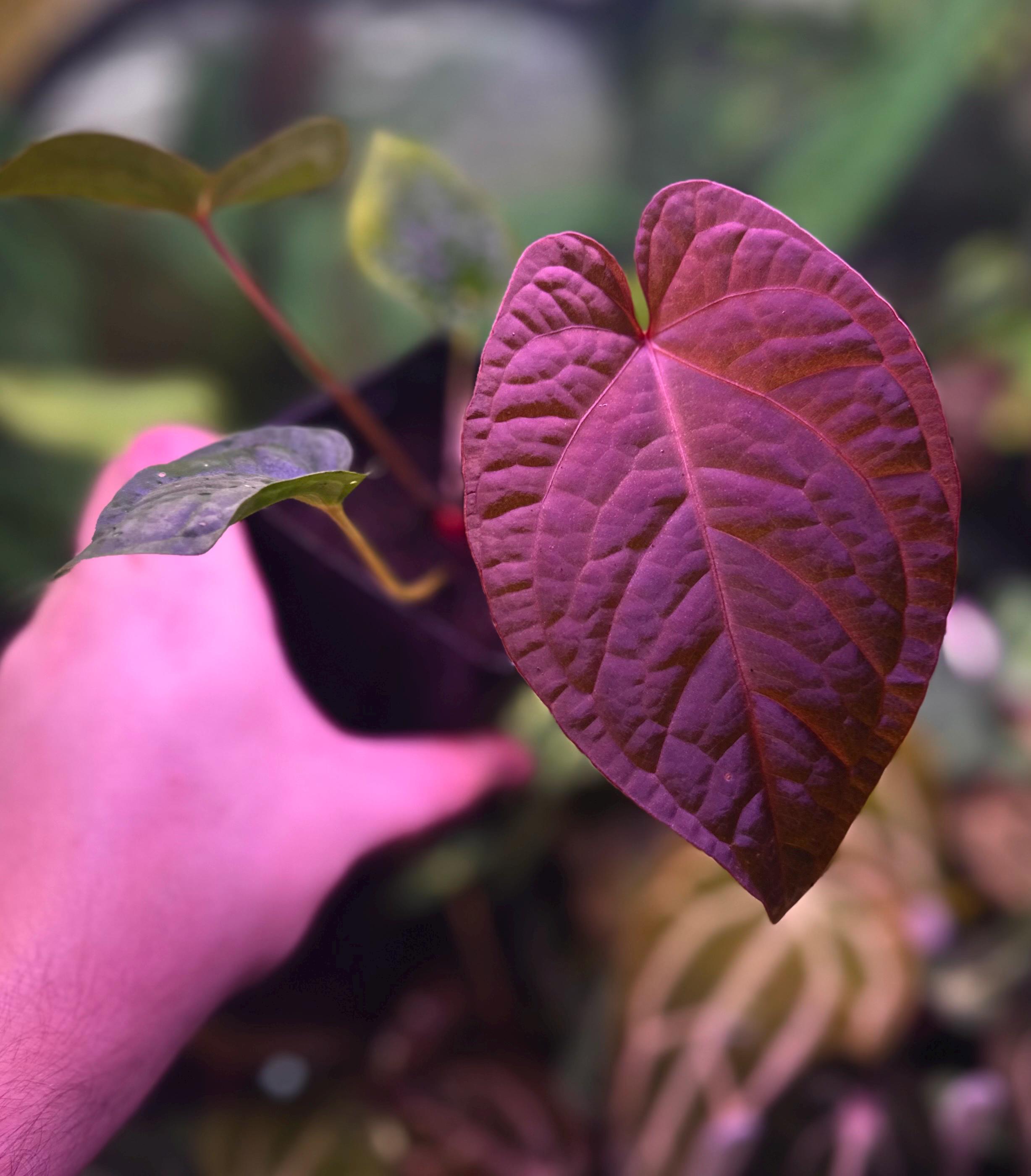 Anthurium (BVEP X NSE Red Crystallinum) X ((carla X Pap) X Splendidum ...