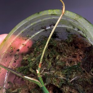 Monstera Filamentosa *EXTREMELY RARE* - Etsy