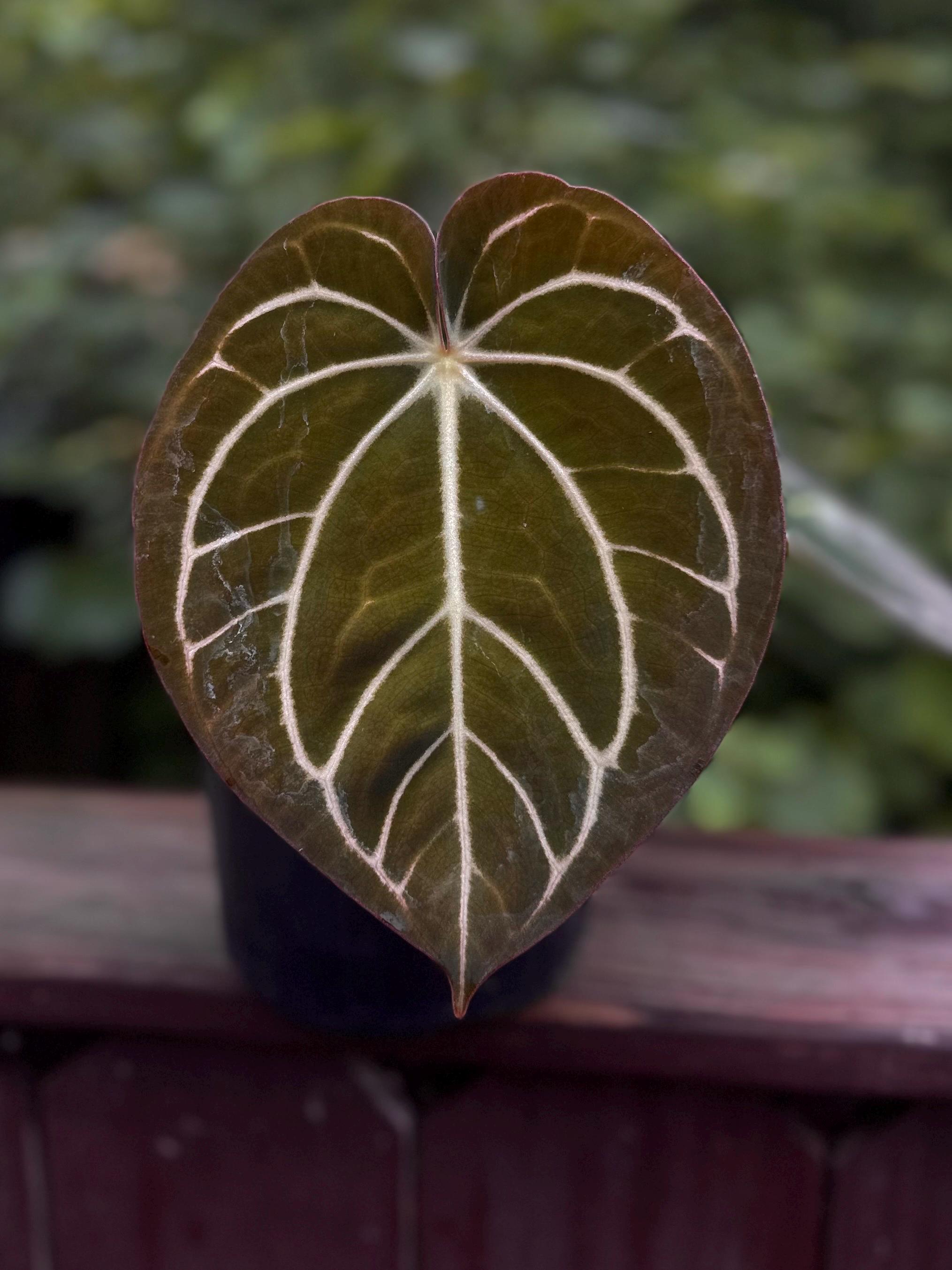 Anthurium Carlablackiae Ra5x10 X (dress RG F2 X Carla "amanda ...
