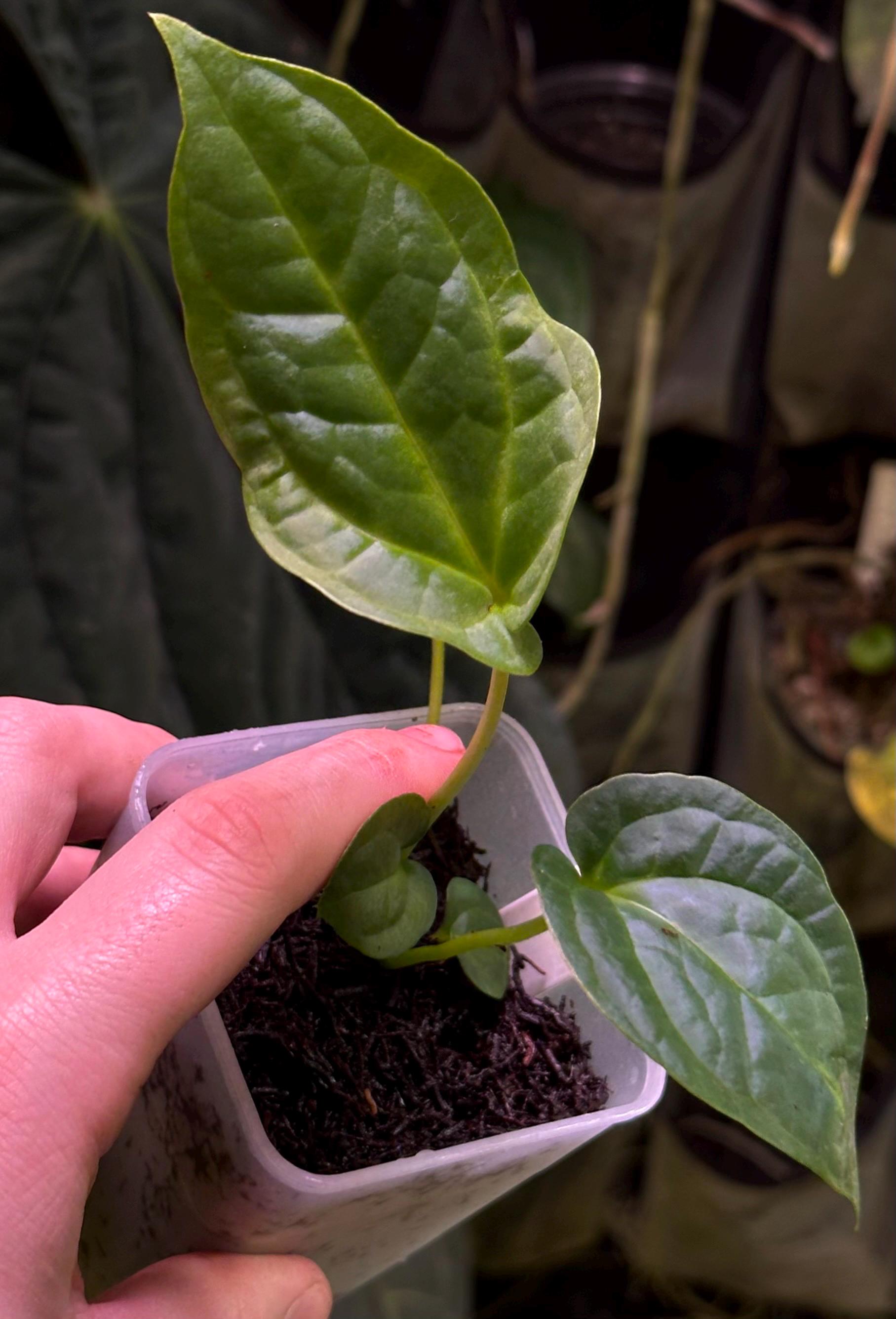 Anthurium (BVEP X NSE Red Crystallinum) X ((carla X Pap) X Splendidum ...