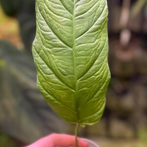 Monstera Filamentosa *EXTREMELY RARE* - Etsy