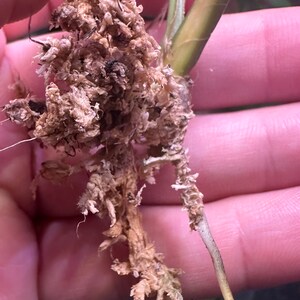 Monstera Filamentosa EXTREMELY RARE - Etsy