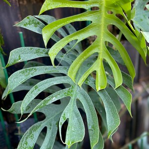 Monstera Deliciosa Var. Sierrana - Etsy