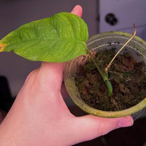 Monstera Filamentosa *EXTREMELY RARE* - Etsy