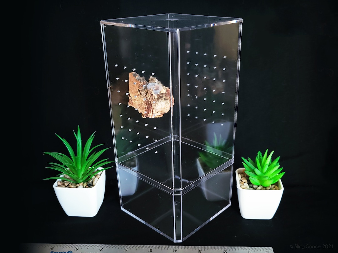 XL Invertebrate Enclosure & Dish - Etsy
