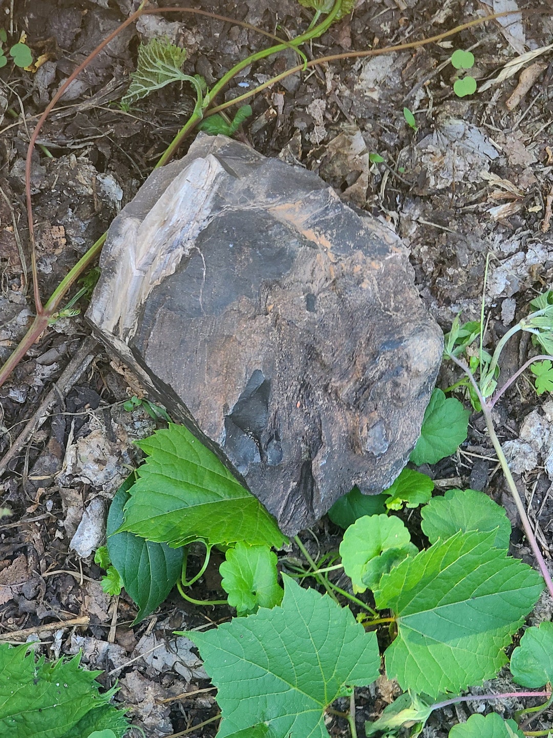 Rare Black Petrified Wood From Arizona With a Nice Inclusion of Grey ...