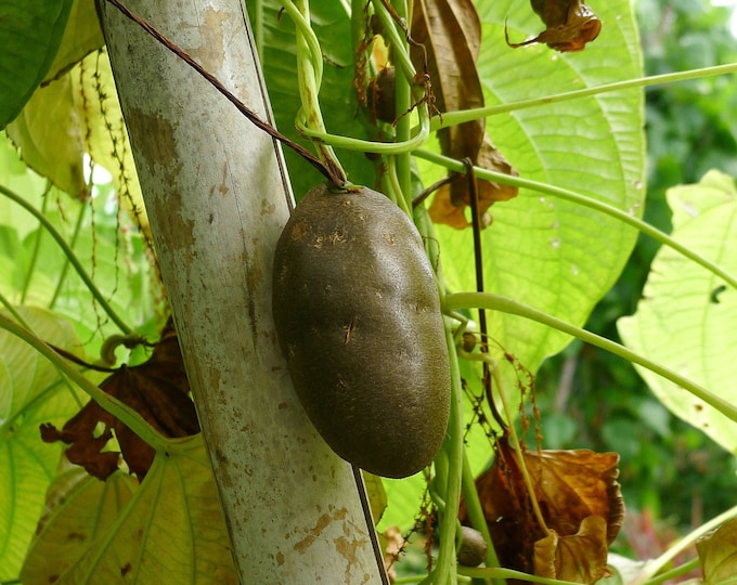 Rare Exotic Costa Rican Umbrella Plant 10 Seeds - Etsy Canada