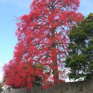 Flame Bottle Tree, Brachychiton Acerifolius 5 Seeds - Etsy