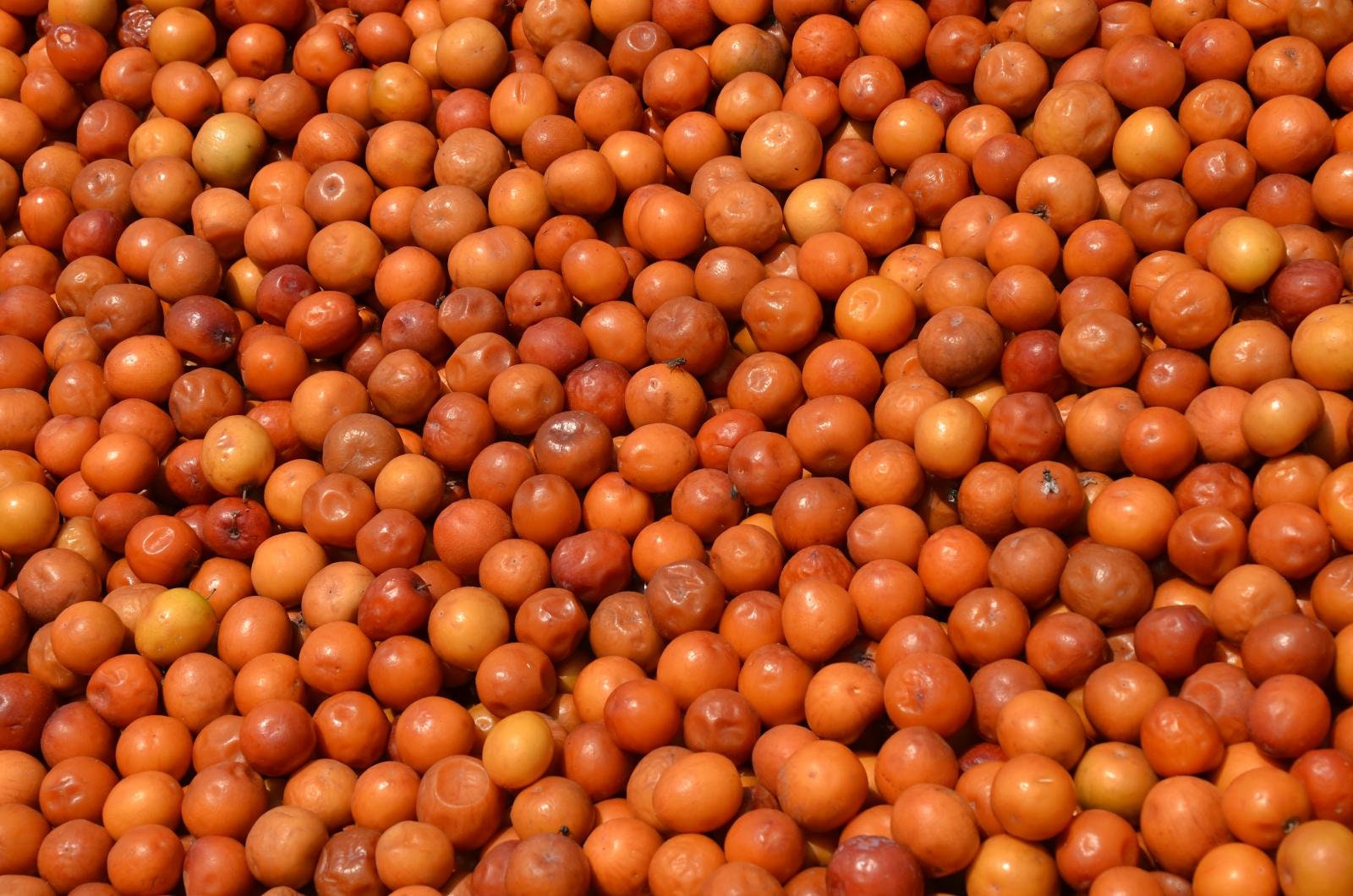 Healthy Indian Jujube 25 Seeds - Etsy Canada