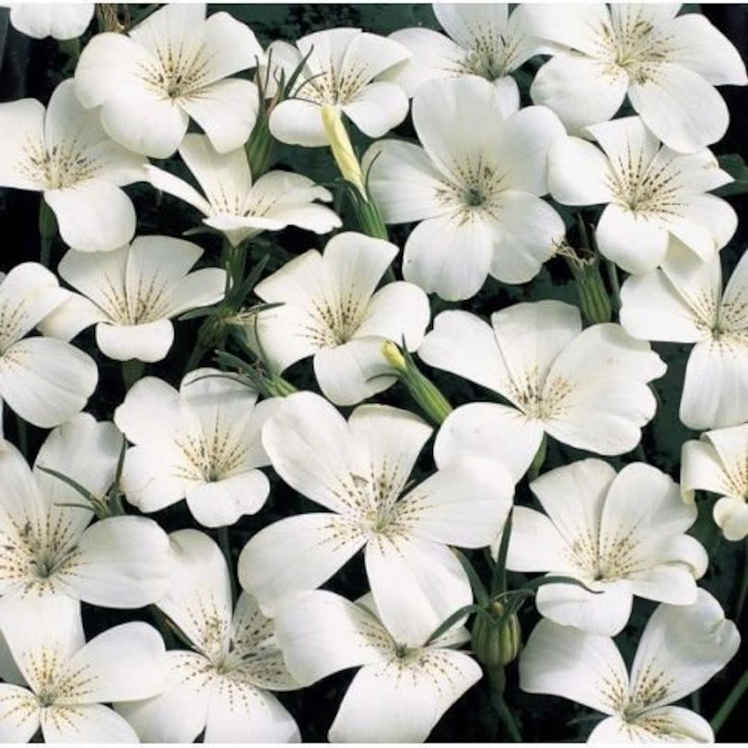 Beautiful White Agrostemma Flowering 15 Seeds - Etsy Canada