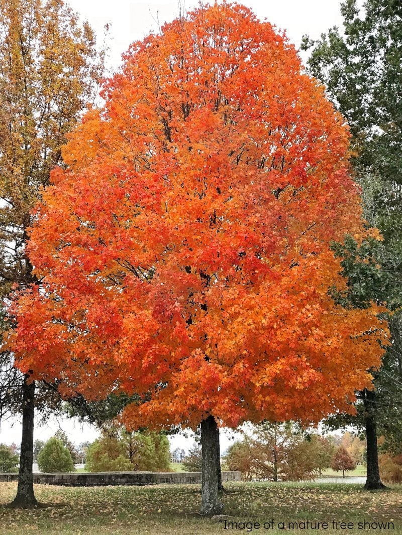 Canadian Sugar Maple 10 Seeds - Etsy Canada