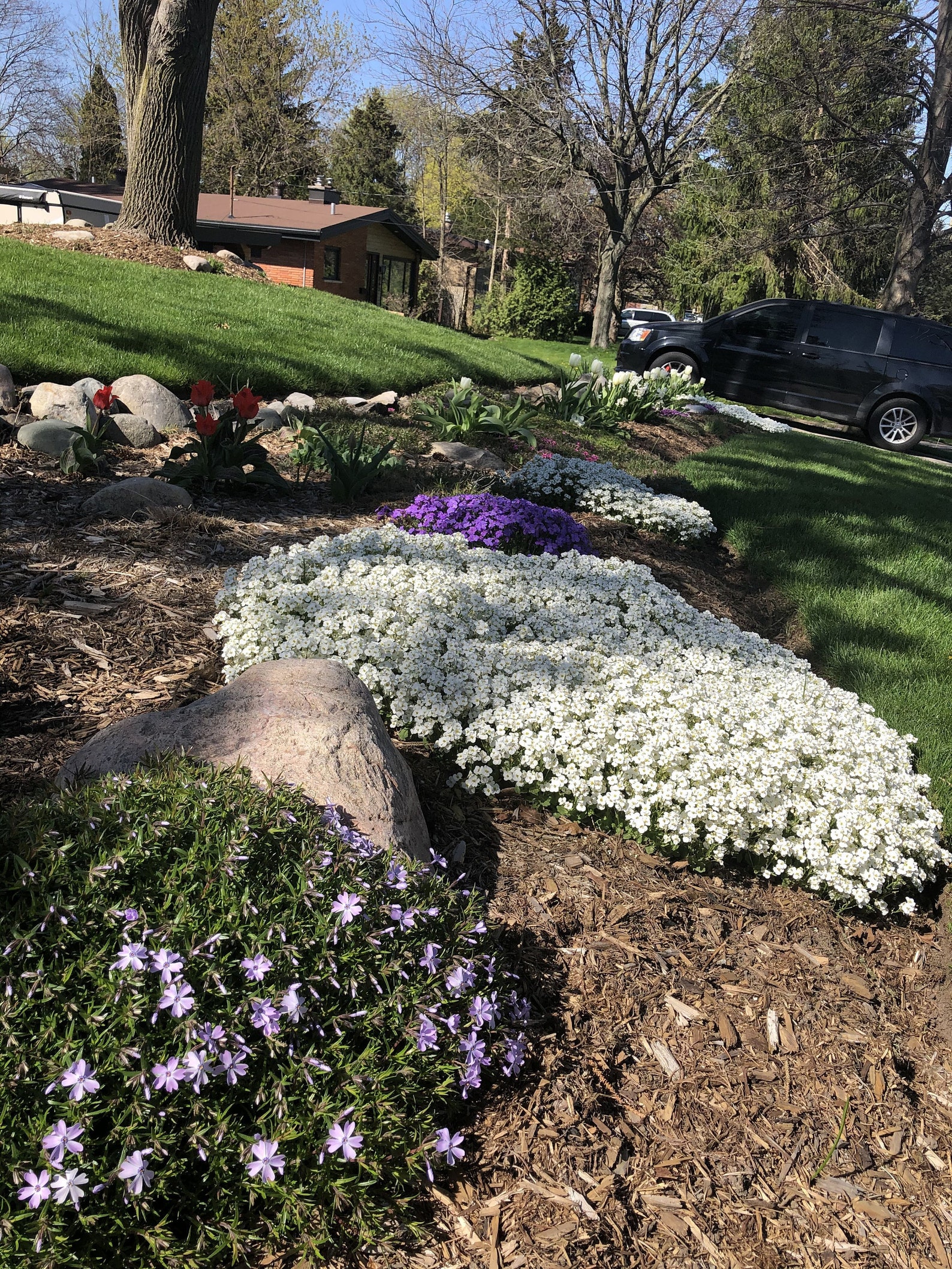 Beautiful White Ground Cover Snow Cap Flowering Seeds 0.2g - Etsy Canada