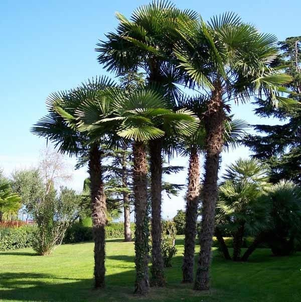 Plants Home & Living Windamere Palm Trachycarpus latisectus 5 Seeds ...