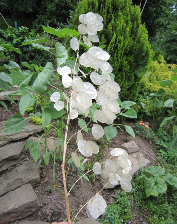 Lunaria