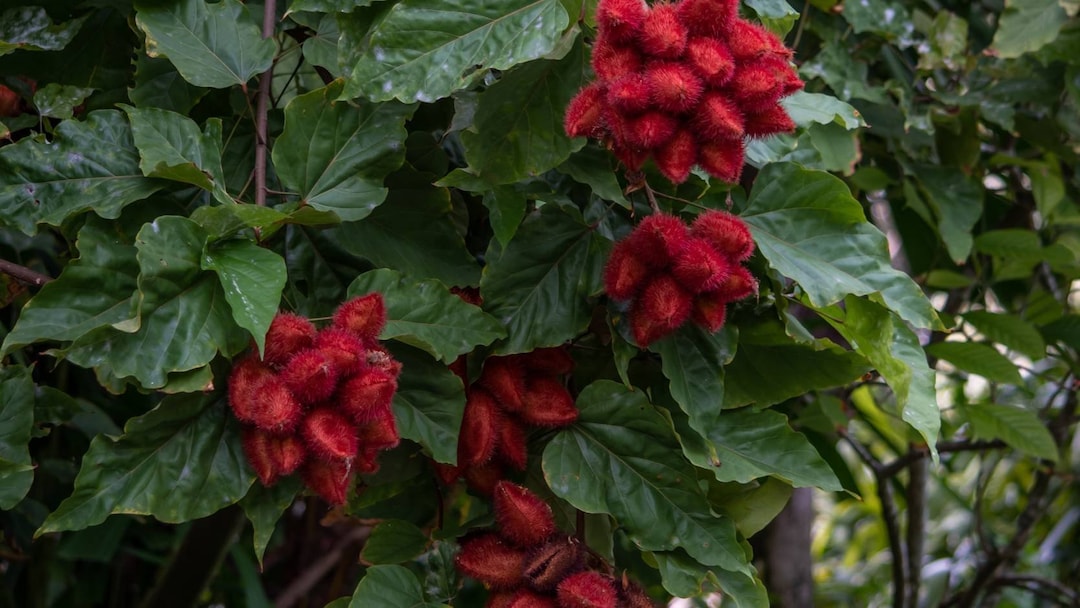 Exotic Lipstick Tree 5 Seeds - Etsy Canada